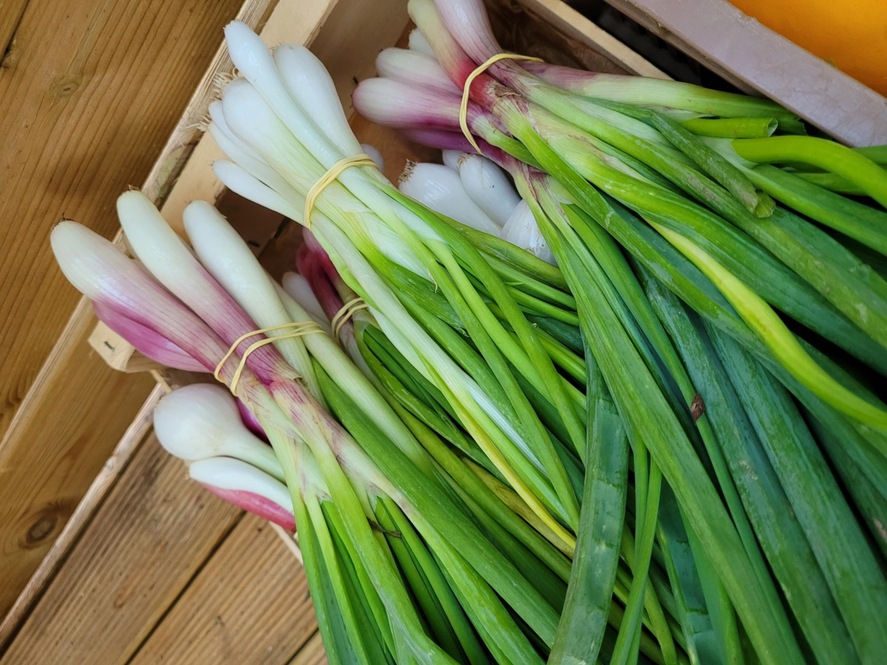 Oignon frais - 1 u - Debojardain - Locavor.fr