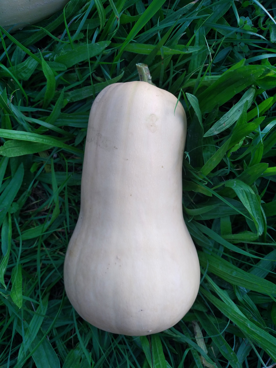 Butternut bio 1kg (+ ou - 200gr) - 1 kg - Les Jardins Du Milan - Locavor.fr