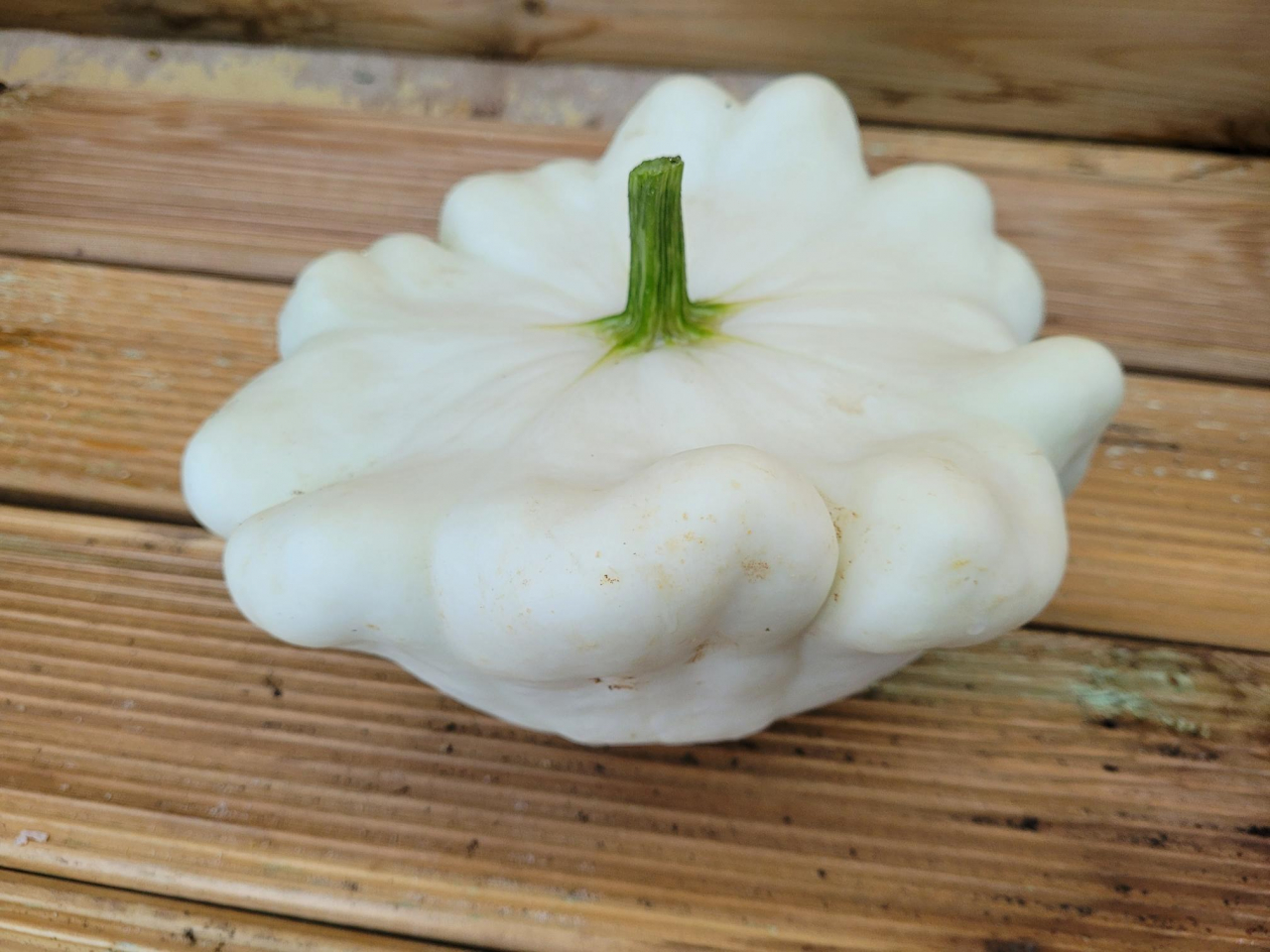 Pâtisson blanc - 1 u - Debojardain - Locavor.fr