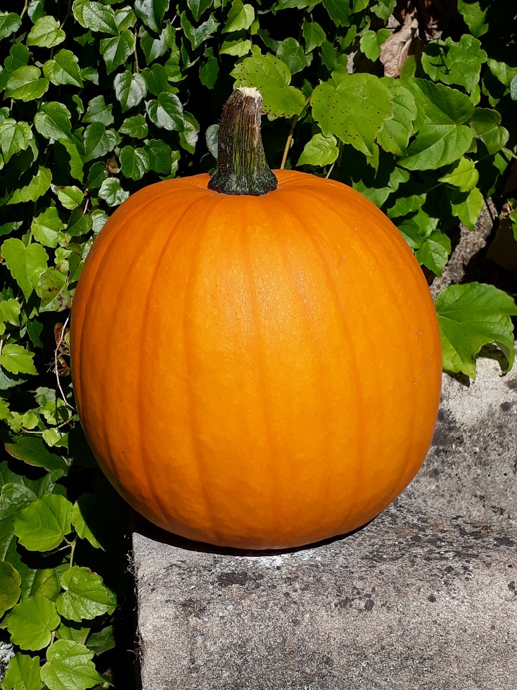 Courge jack o'lantern (halloween) - 1 u - Ferme De Cernunnos - Locavor.fr