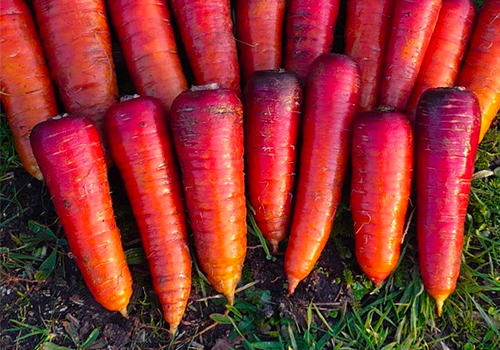 Carottes rouge sang - 1 kg - La Ferme De La Brie - Locavor.fr
