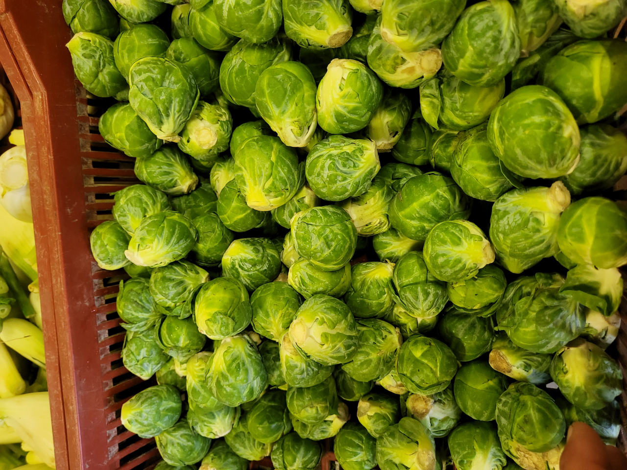 Choux de bruxelles - 2 formats - Sarl Les Legumes De Buyon - Locavor.fr