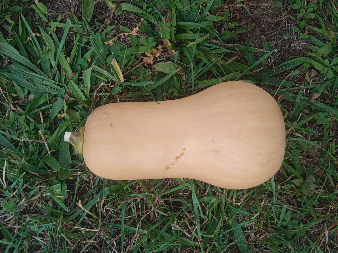 Butternut bio 1 kg - 2 formats - Thierry Provençal - Locavor.fr