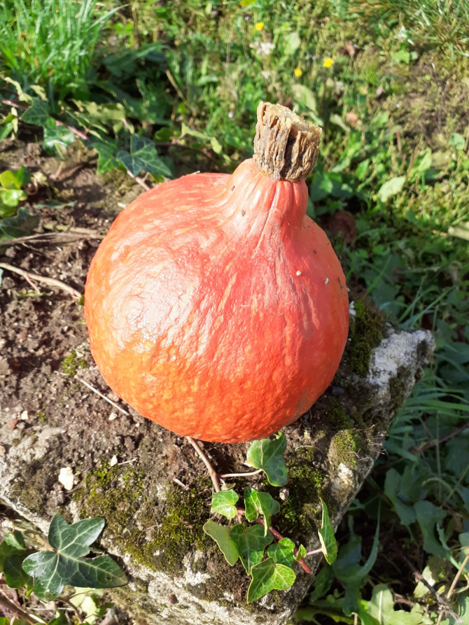 Potimarron bio entre 500 g et 700 g - 1 u - Marie-odile Lucas - Locavor.fr