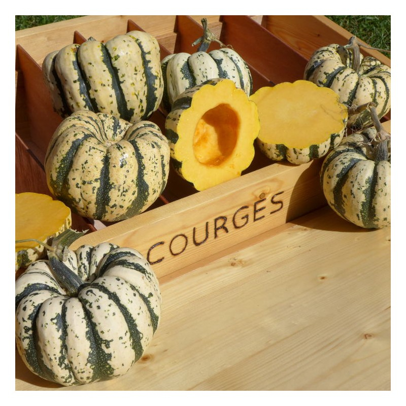 Courge patidou - 1 u - Ferme De Layat - Locavor.fr