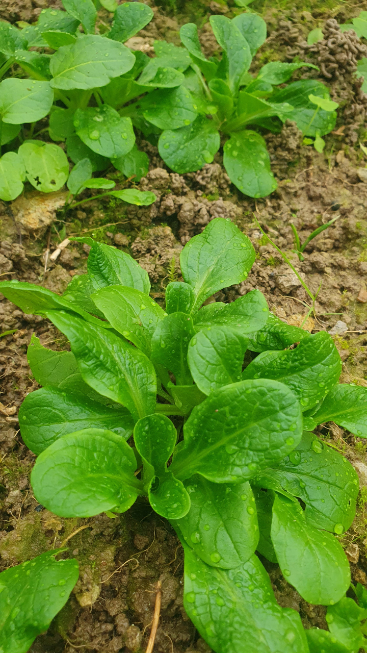 Mâche - 100 g - La Ferme Du Bief - Locavor.fr