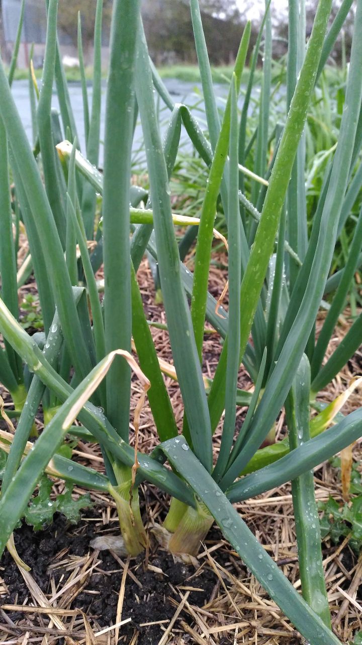 Oignons bottes - 1 u - Ferme De Layat - Locavor.fr