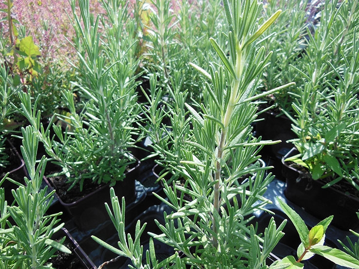 Plant romarin - 1 u - Le Jardin Du Bardérou - Locavor.fr