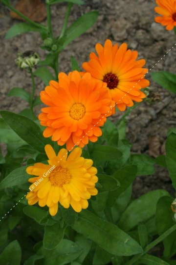 Plant fleur souci calendula officinal - 1 u - Le Jardin Du Bardérou ...