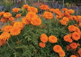 Plant fleur rose d'inde - 1 u - Le Jardin Du Bardérou - Locavor.fr