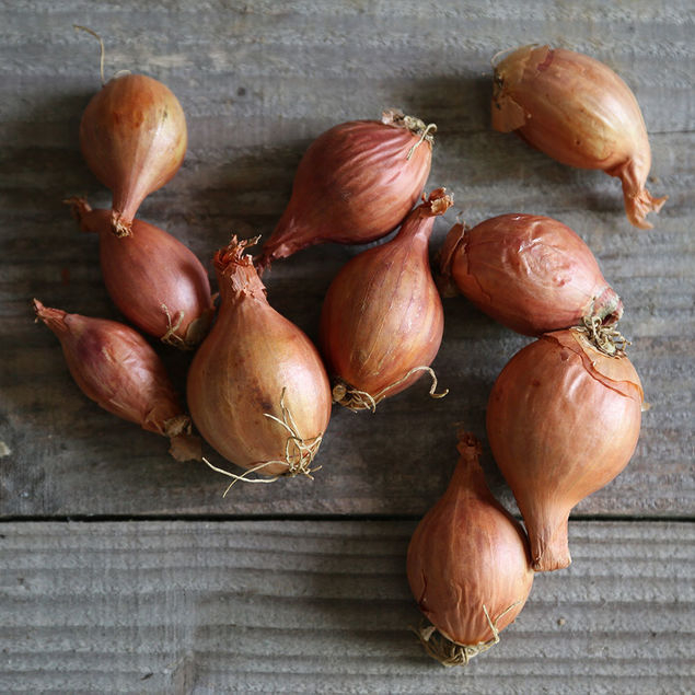 Plants échalote "melkior" 500 gr - 500 g - Le Jardin Du Bardérou ...