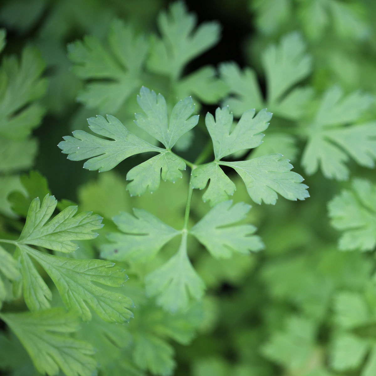 Plant aromatique persil plat - 1 u - Le Jardin Des Planchelles - Locavor.fr