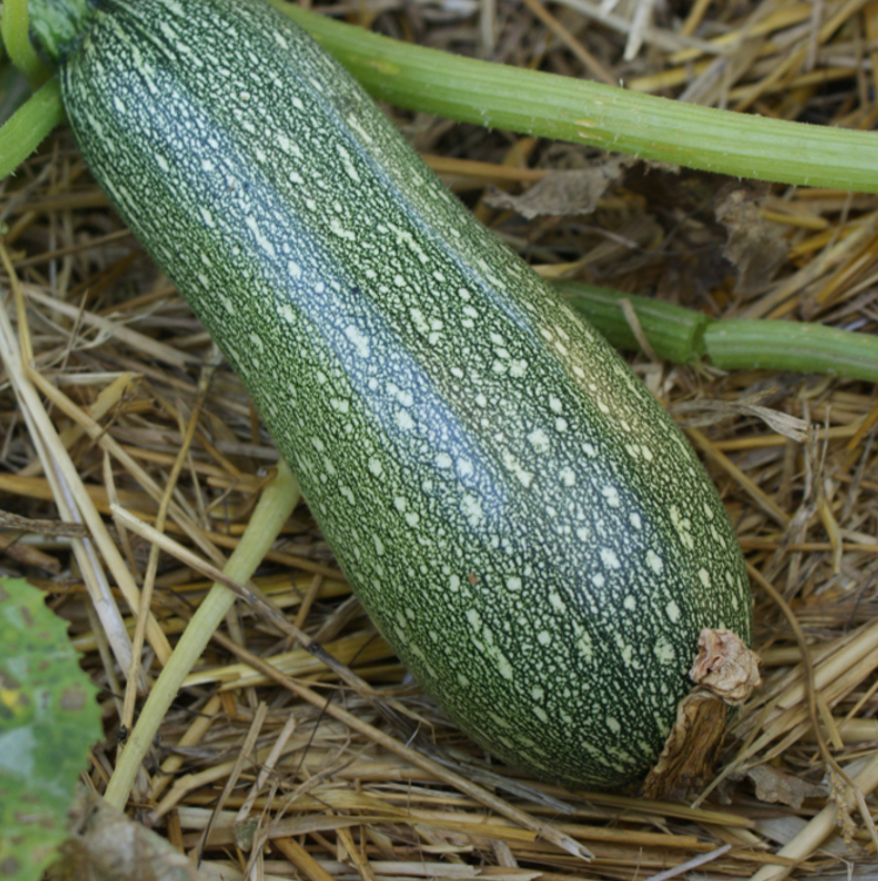 Plant courgette grise d'alger - 1 u - Le Jardin Des Planchelles ...