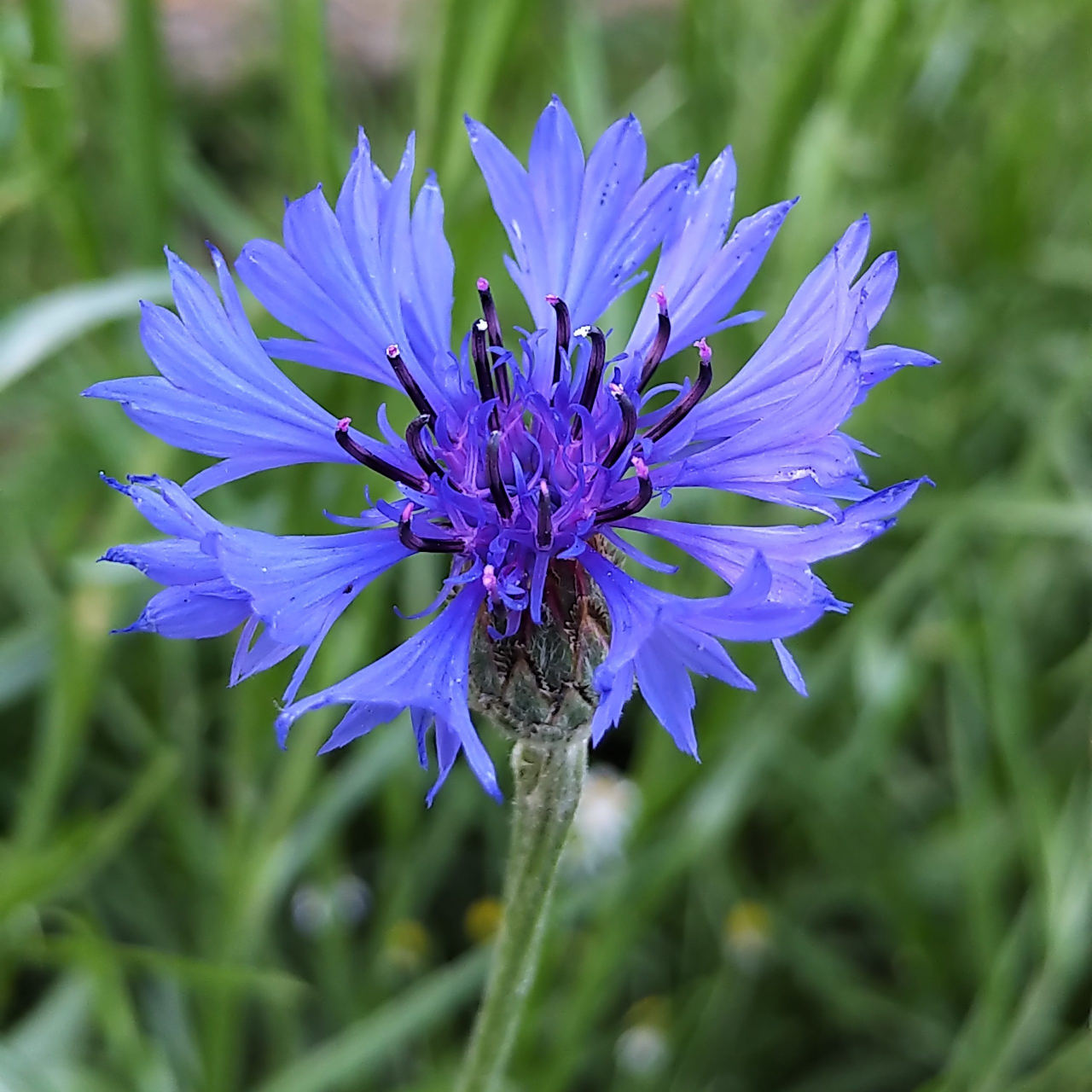 Centauree ou bleuet (annuelle/fleur comest.) - 1 u - Le Sentier Du Goût ...