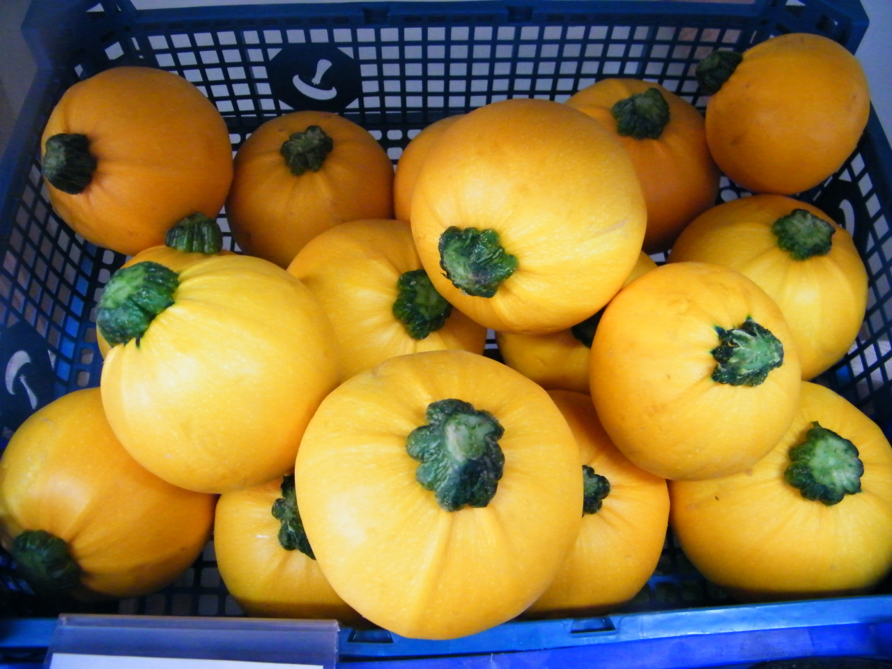 Courgette jaune ronde - 1 u - Willers Hof - Locavor.fr