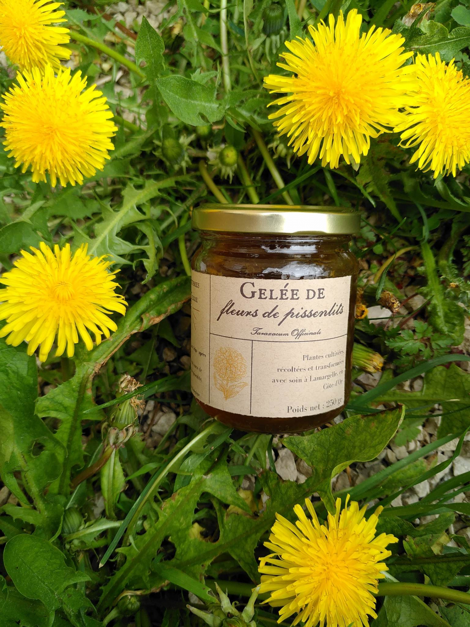 Gelée De Fleurs De Fleurs De Pissenlits 125gr 125 G Aux Rythmes De