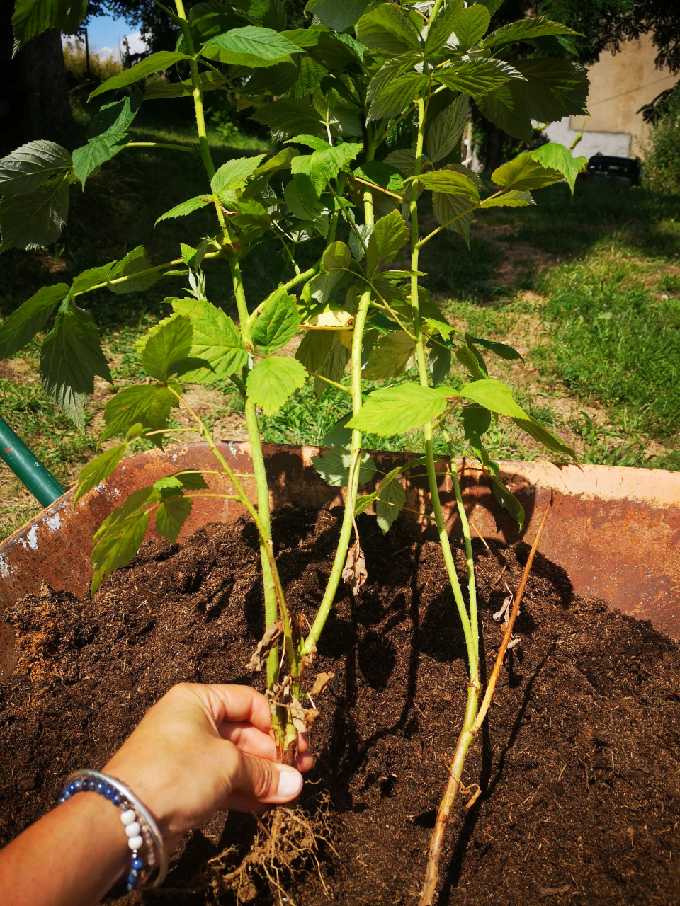 Framboisier remontant racine nue - 1 u - Le Potager De Pautilou ...