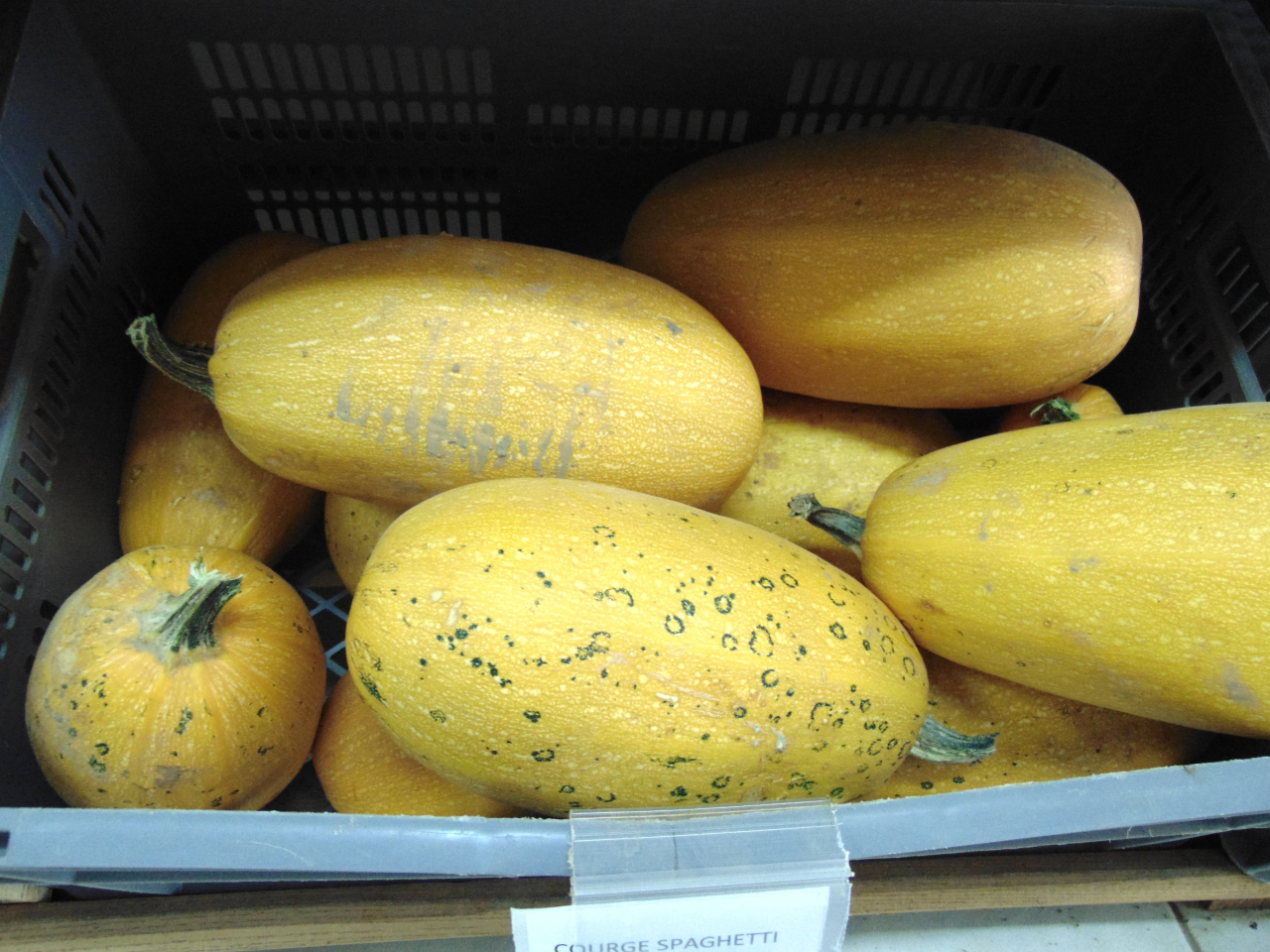 Courge spaghetti jaune - 1 u - Willers Hof - Locavor.fr