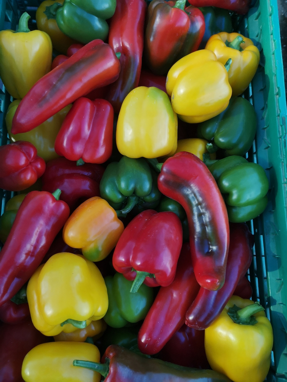 Poivrons mélange couleurs par 500 gr - 500 g - Les Jardins De Fontaine ...