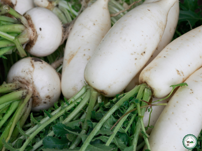 Navet/rave - 7 formats - Les Jardins Auvergnats Production - Locavor.fr
