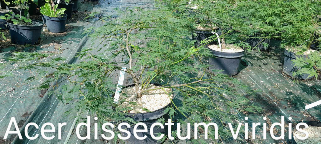 Acer palma dissectum viridis(érable du japon) - 10 L - Pépinière De La ...