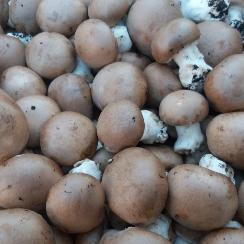 Champignons paris brun bio 500g - 500 g - Aube Bio Champi - Locavor.fr