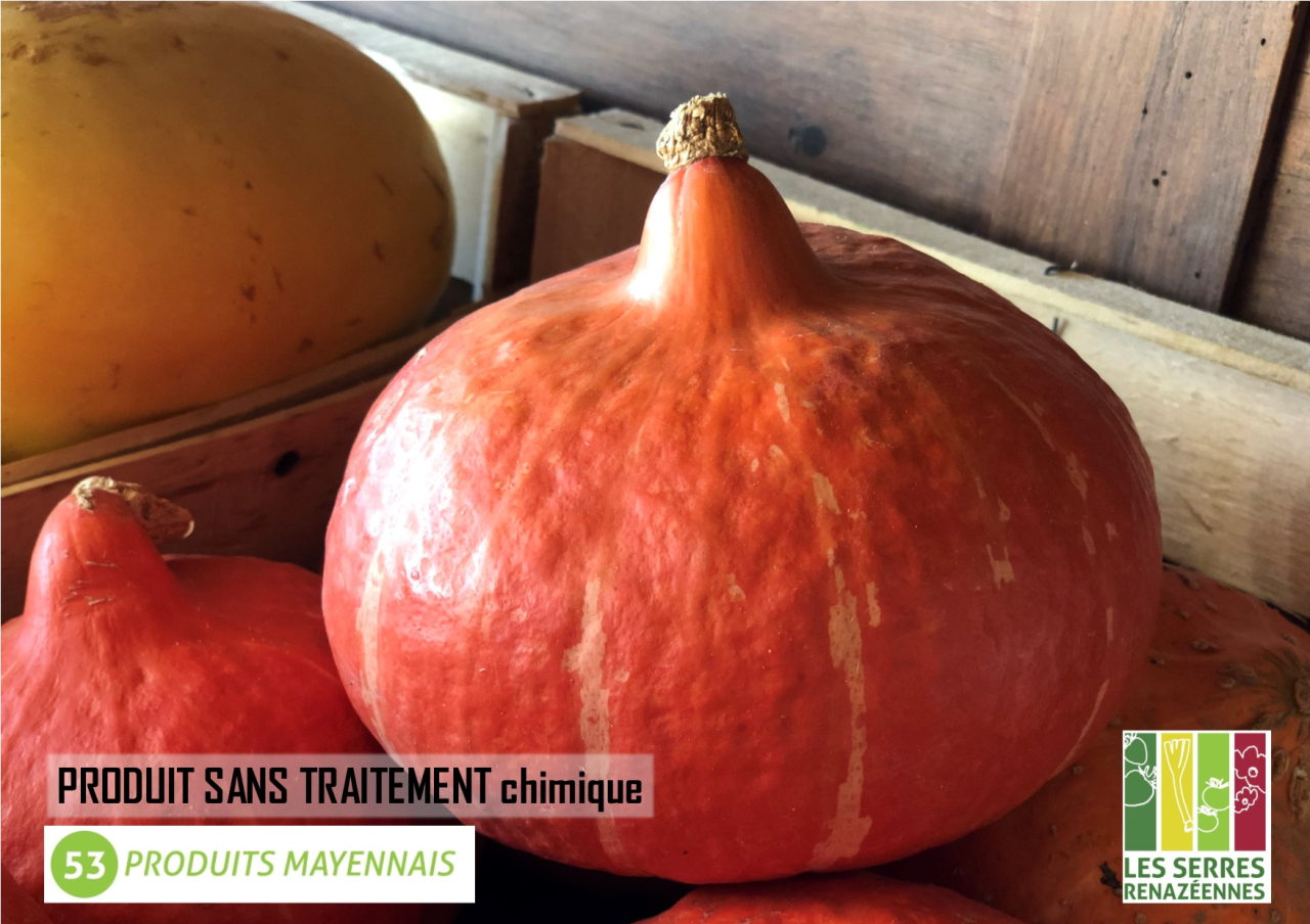 Courge potimarron - 1 u - Les Serres Renazéennes - Locavor.fr