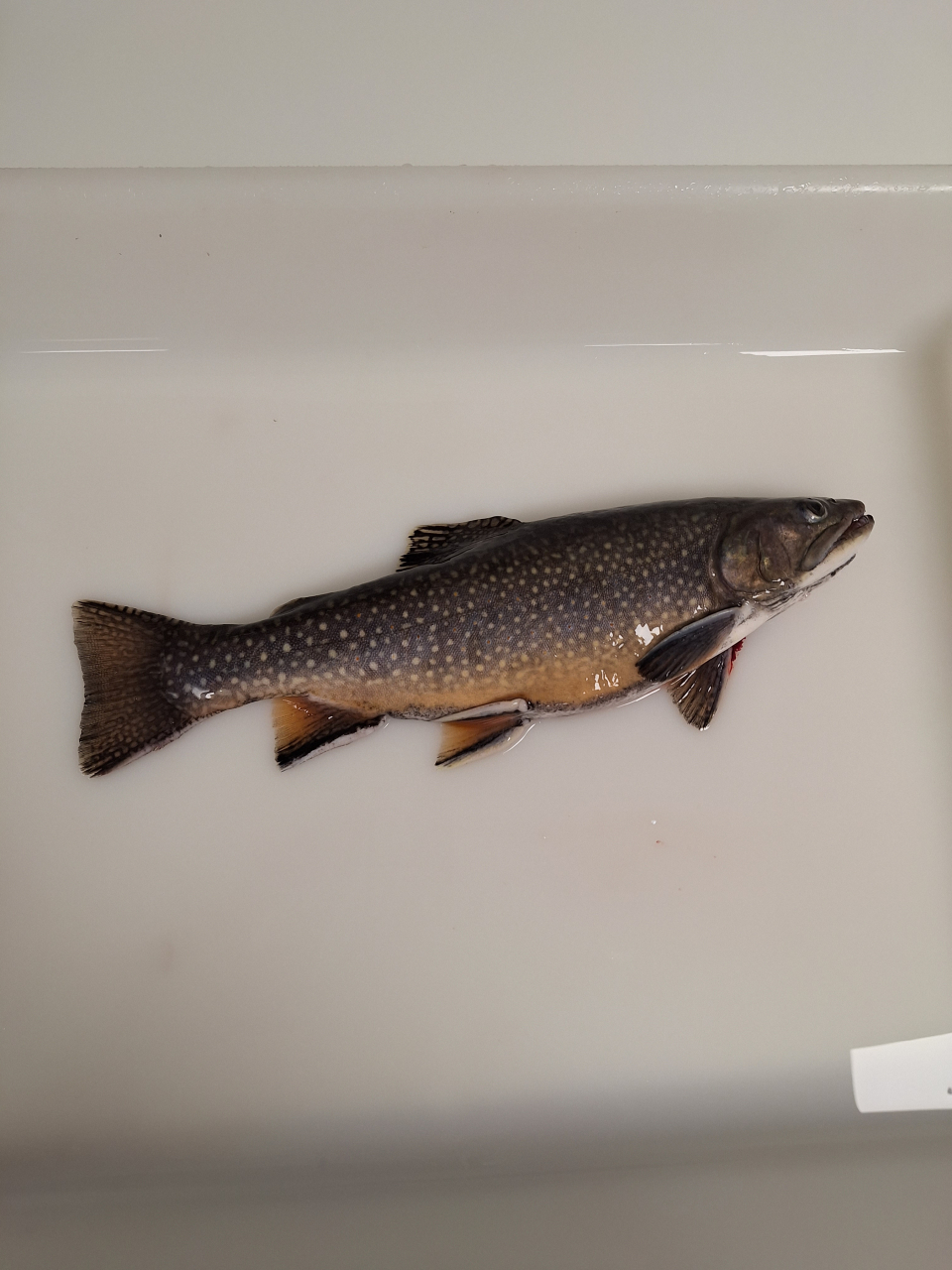 Omble de fontaine - 1 u - Pisciculture De La Vallee - Locavor.fr