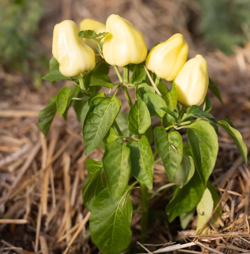 Plant poivron albinos - 1 u - Le Jardin Des Planchelles - Locavor.fr