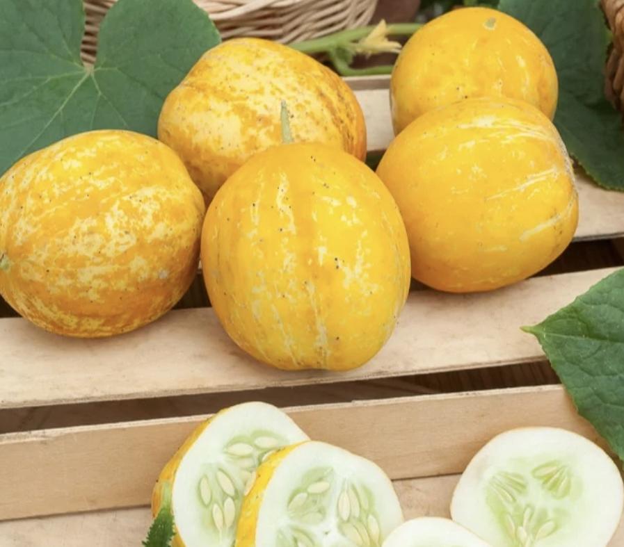 Concombre citron - 3 u - Aux Jardins Des Jeunes Pousses - Locavor.fr
