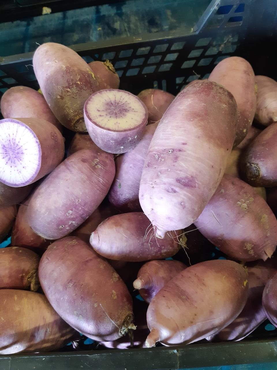 Radis asiatique blue meat - 1 u - Sarl Les Legumes De Buyon - Locavor.fr