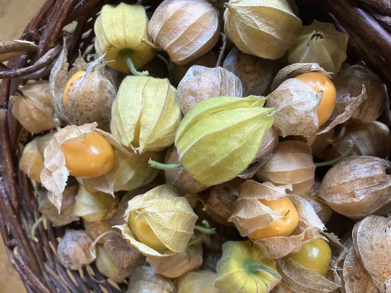 Physalis fruit - 100 g - Ateliers De La Grange - Locavor.fr