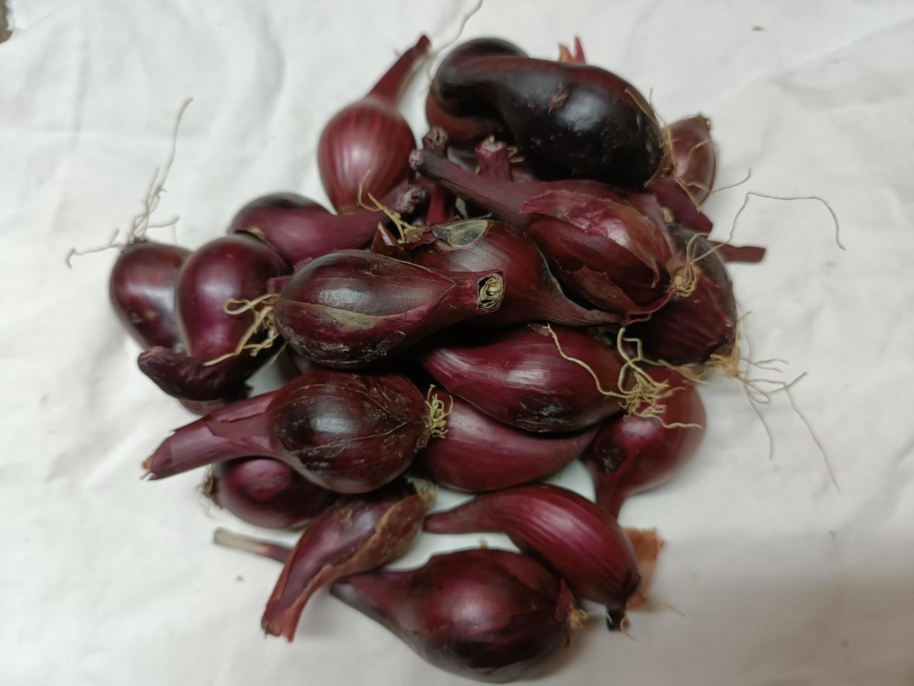 Oignons rouge petit calibre - 0.5 kg - Marie-odile Lucas - Locavor.fr