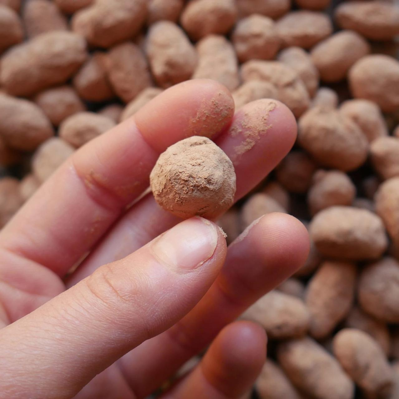 Pépitrus, fèves de cacao enrobées de chocolat - 65 g - Chakola Tree ...