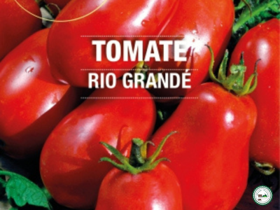 Plant tomate "rio grande" - 1 u - Les Jardins Auvergnats Production ...