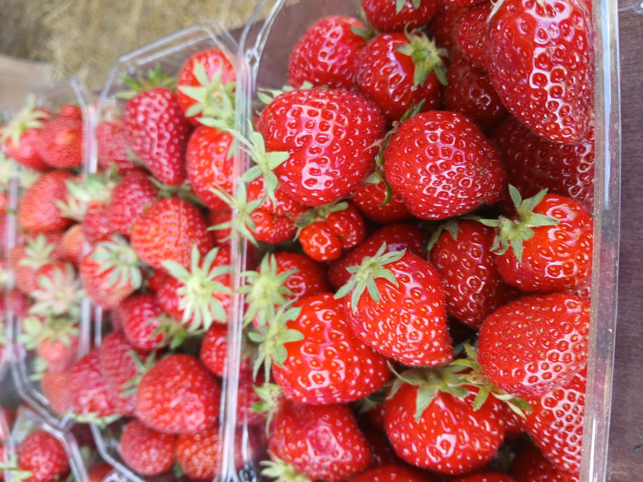 Fraises bio - 500 g - La Ferme De Milly - Locavor.fr