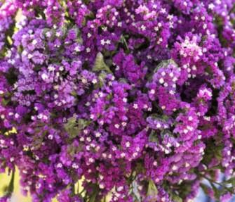 Plant de statice twilight (rose) - 1 u - Terre De Couleurs Ferme ...
