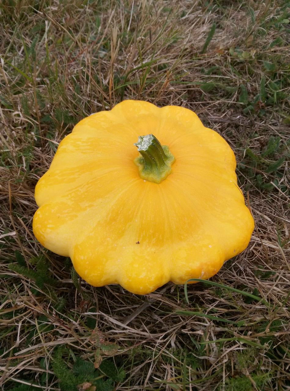 Pâtisson jaune - 1 u - Gaec Le Jardin De La Pie Gourmande - Locavor.fr