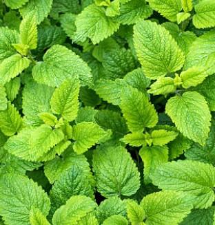 Menthe citron - 1 u - Trogl'eau Fertile - Locavor.fr
