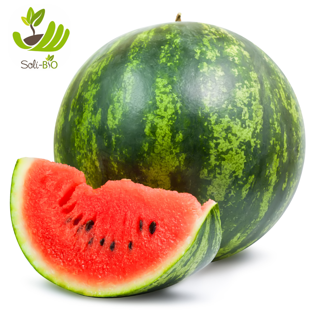 🍉 tranche de pastèque - 1 kg - Jardin Soli-bio - Locavor.fr
