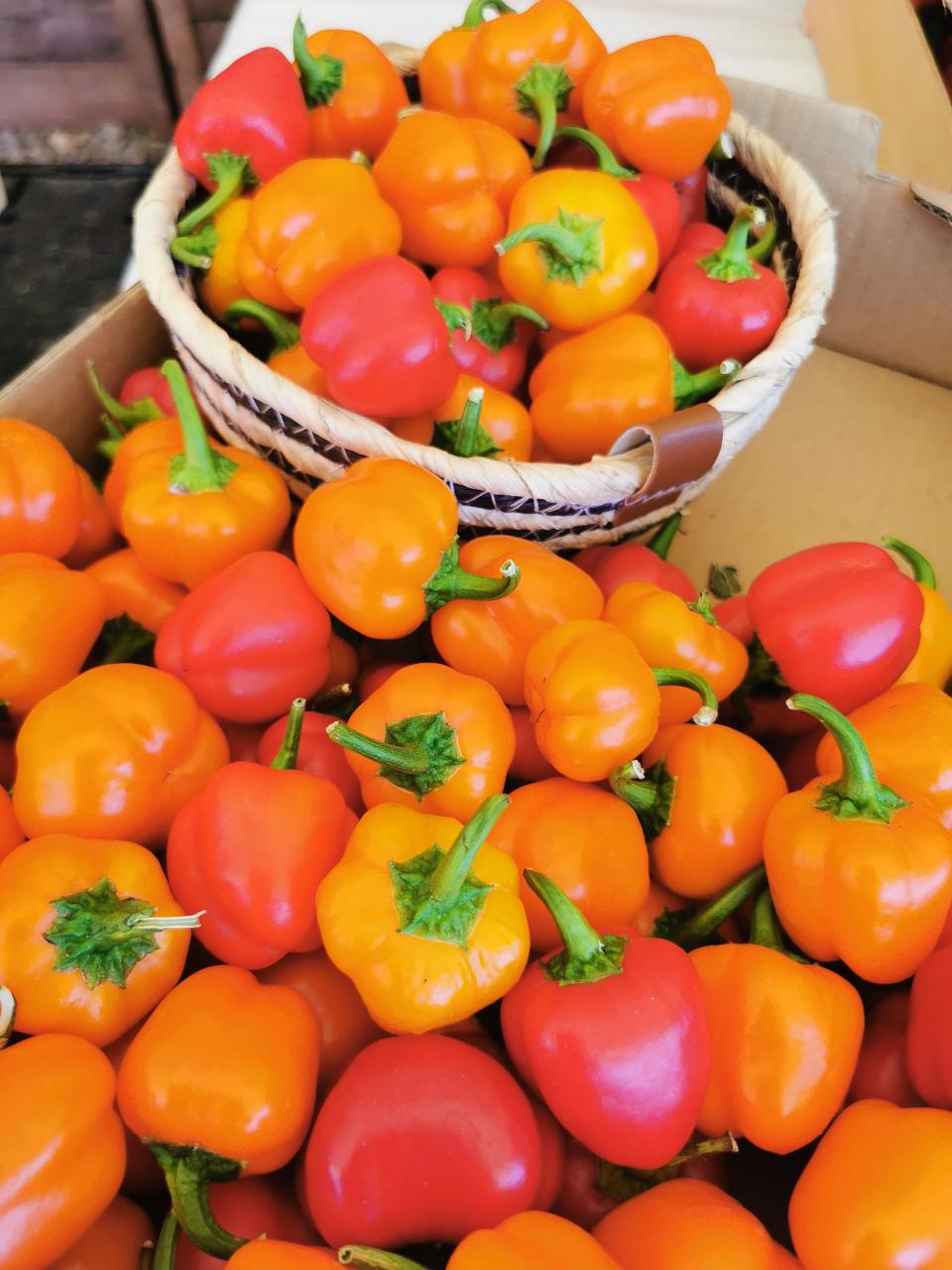 Mini poivrons colorés - 250 g - Le Potager De La Couze - Locavor.fr