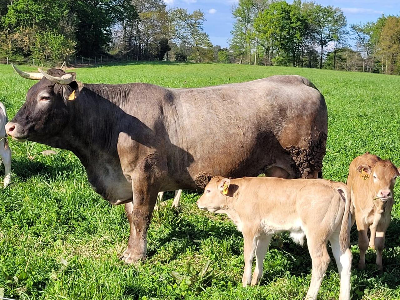 Colis de veau bazadais 5kg avec steak haché - 5 kg - La Ferme De ...