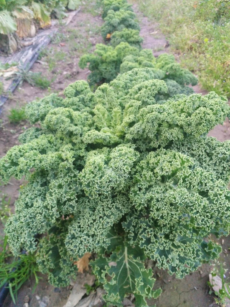 Chou kale - 1 u - Des Vergers Au Potager - Locavor.fr