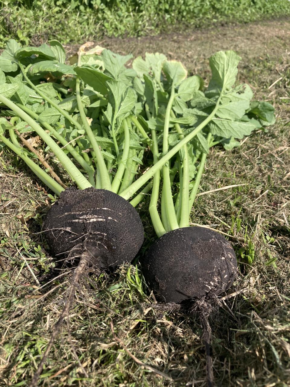 Rdis noir rond - 2 u - Le Potager Des Druides - Locavor.fr