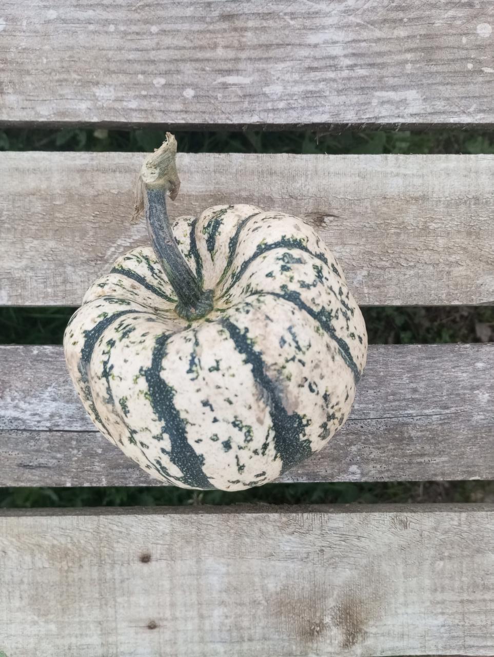 Courge patidou - 500 g - Association Collectif D'urgence - Locavor.fr